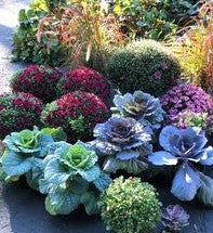 Fall Plant Bundle- Large – LeFleur Floral Design + Events, Inc.